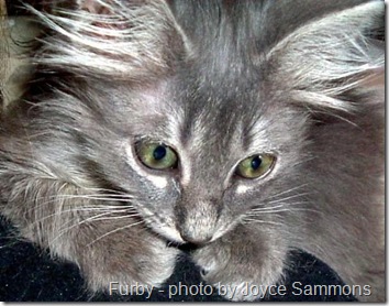 How tabby cats got their “M” marking – Michael Broad